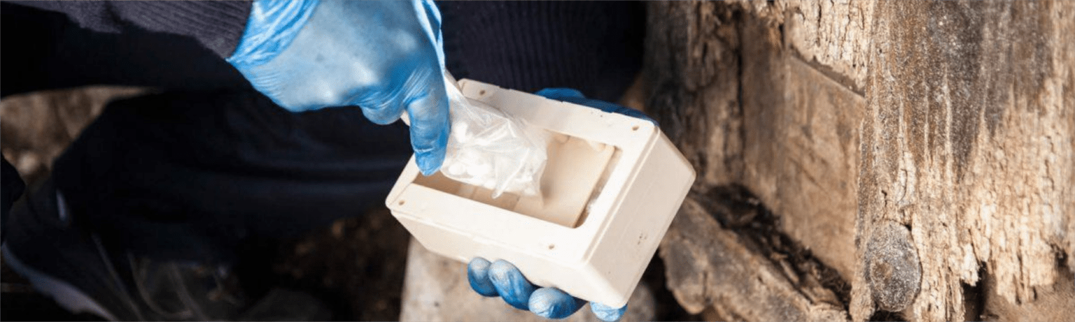 Tratamiento para termitas de la madera | SEDESA