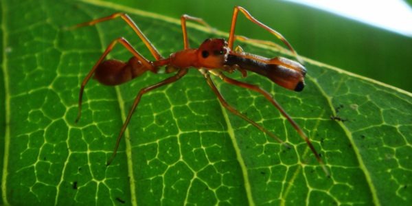 La naturaleza evoluciona: El arte del engaño en los insectos y el control de plagas en Sedesa ...